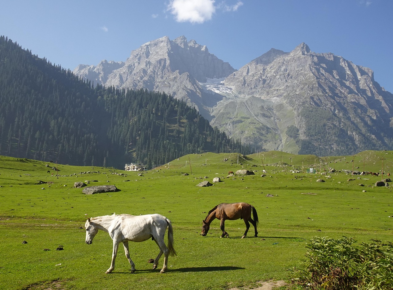 Doodhpathri Kashmir Travel Guide 2025 – Complete Details